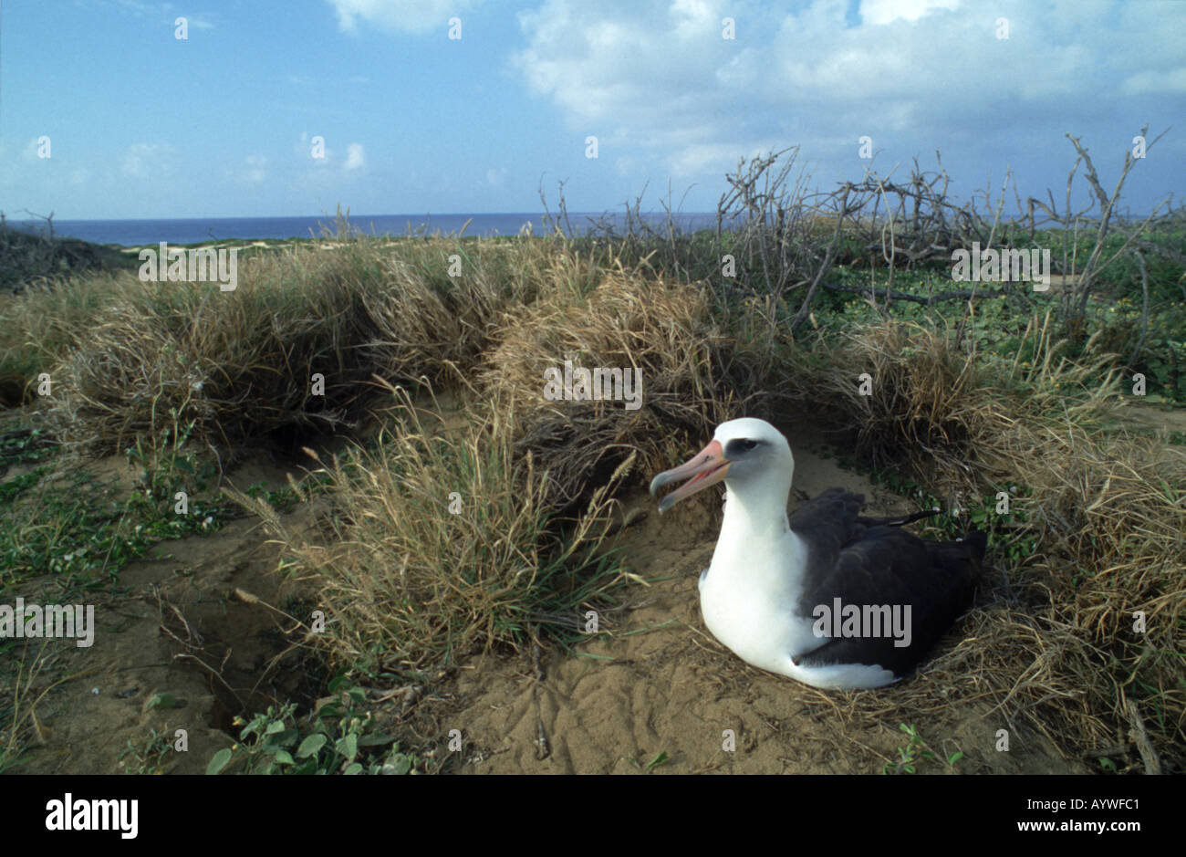 Adult Laysan albatross on nest at Kaena Point Oahu Hawaii Vegetation ...