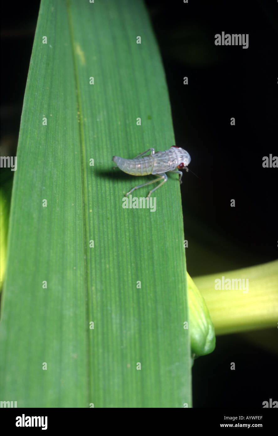 Leafhopper nymph hi-res stock photography and images - Alamy