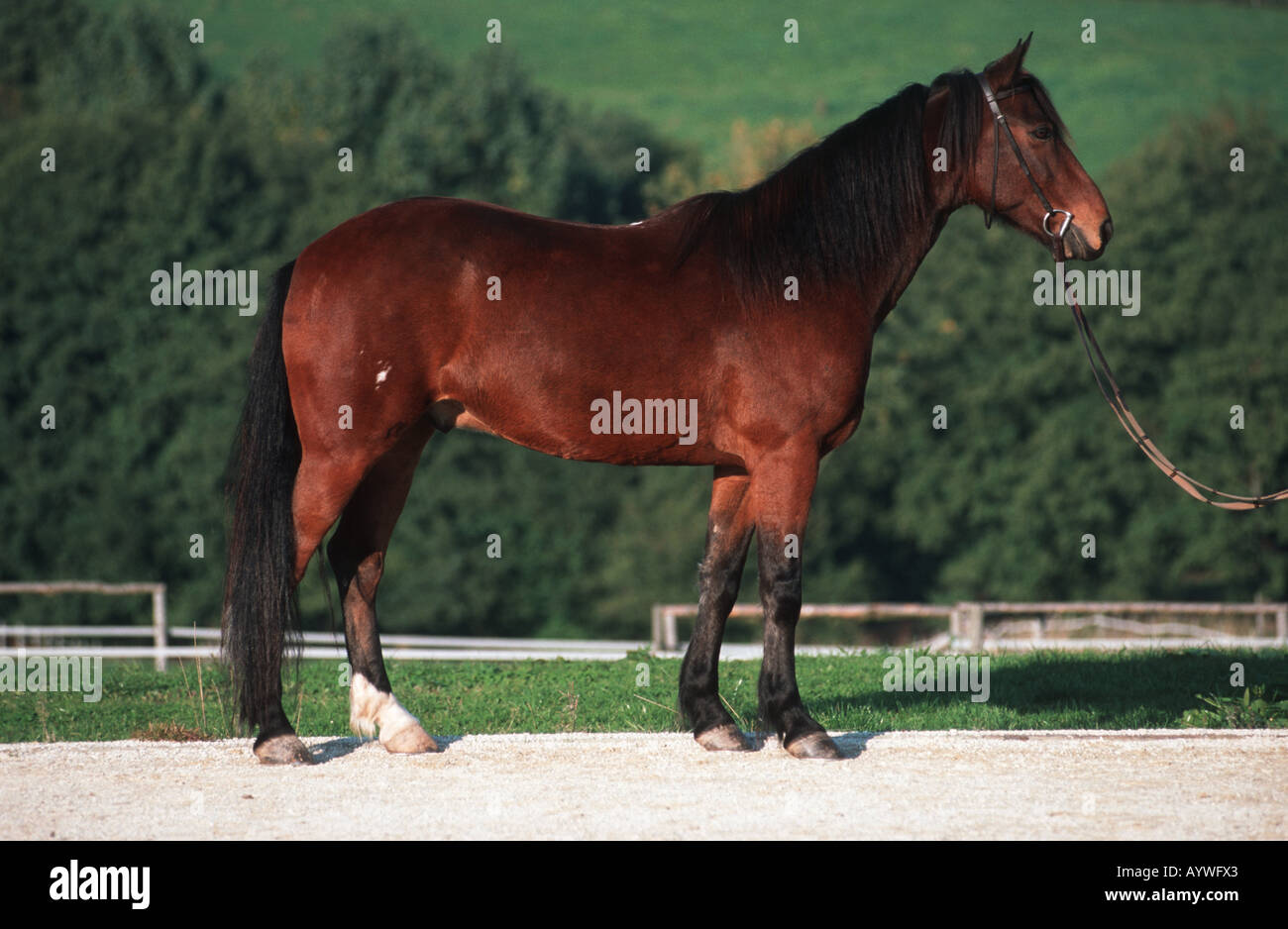 Kabardiner hi-res stock photography and images - Alamy