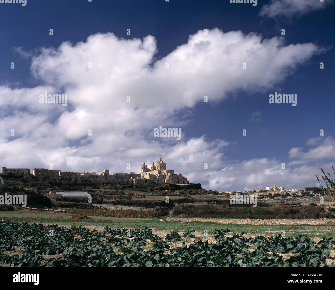 Feld mit Gemueseanbau, Stadtansicht von Mdina, Malta mit Kathedrale St ...