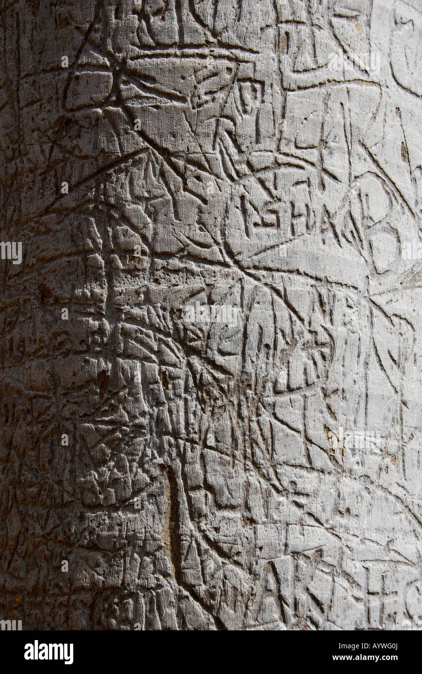 graffiti scratched into palm tree Stock Photo - Alamy