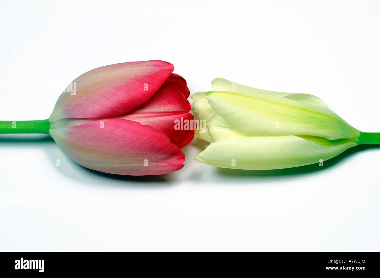 closeup close-up macro photograph of a single red tulip flower opposite ...