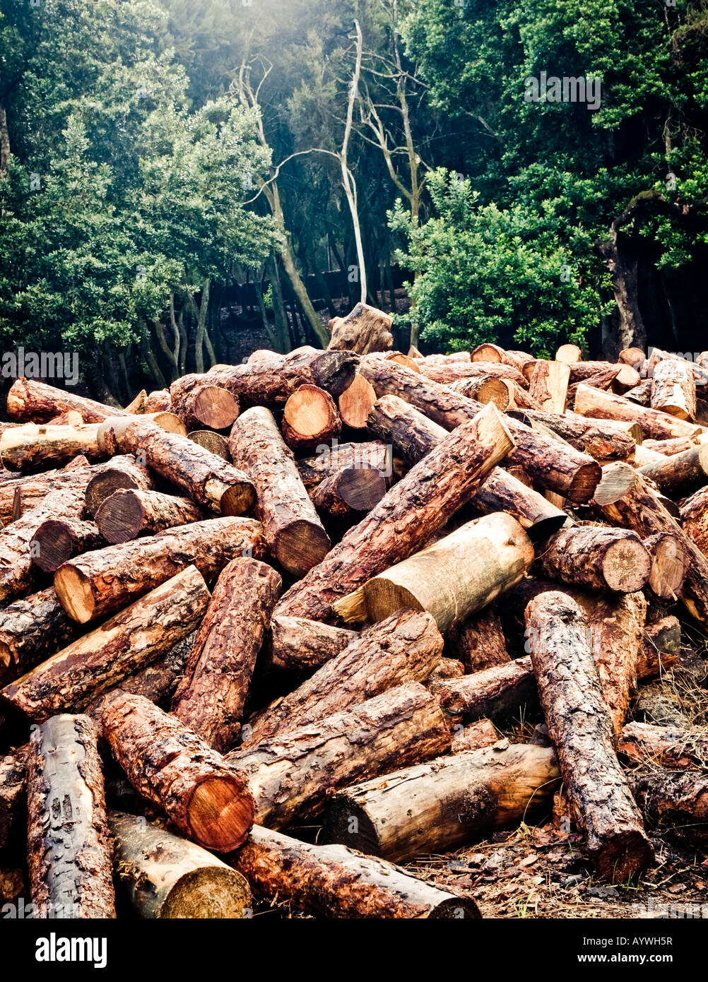 A forest and its future a bunch of logs Stock Photo - Alamy