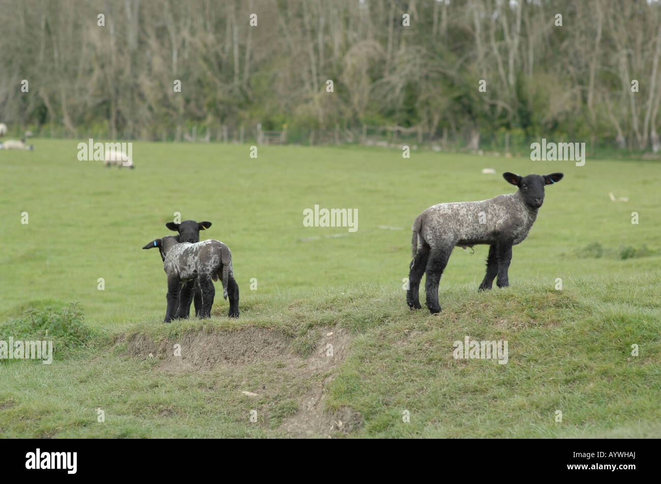 Spring lambs, Lympne, Kent, England Stock Photo - Alamy