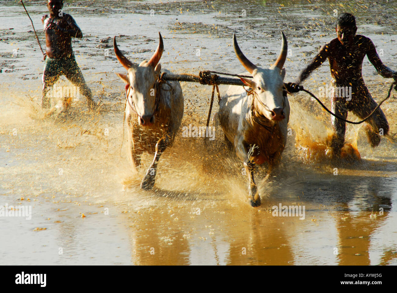 Bull kerala hi-res stock photography and images - Alamy
