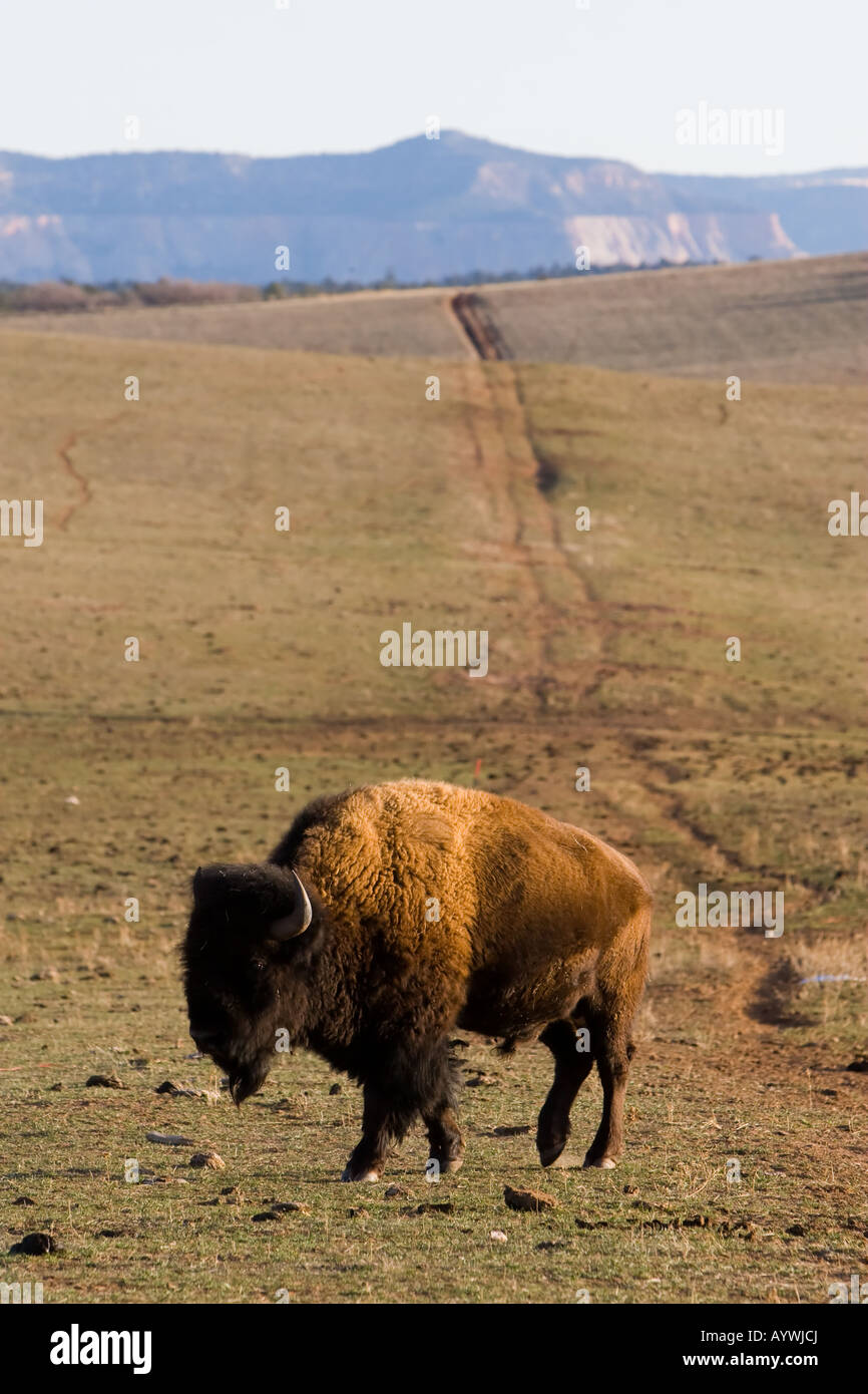 Single buffalo hi-res stock photography and images - Alamy