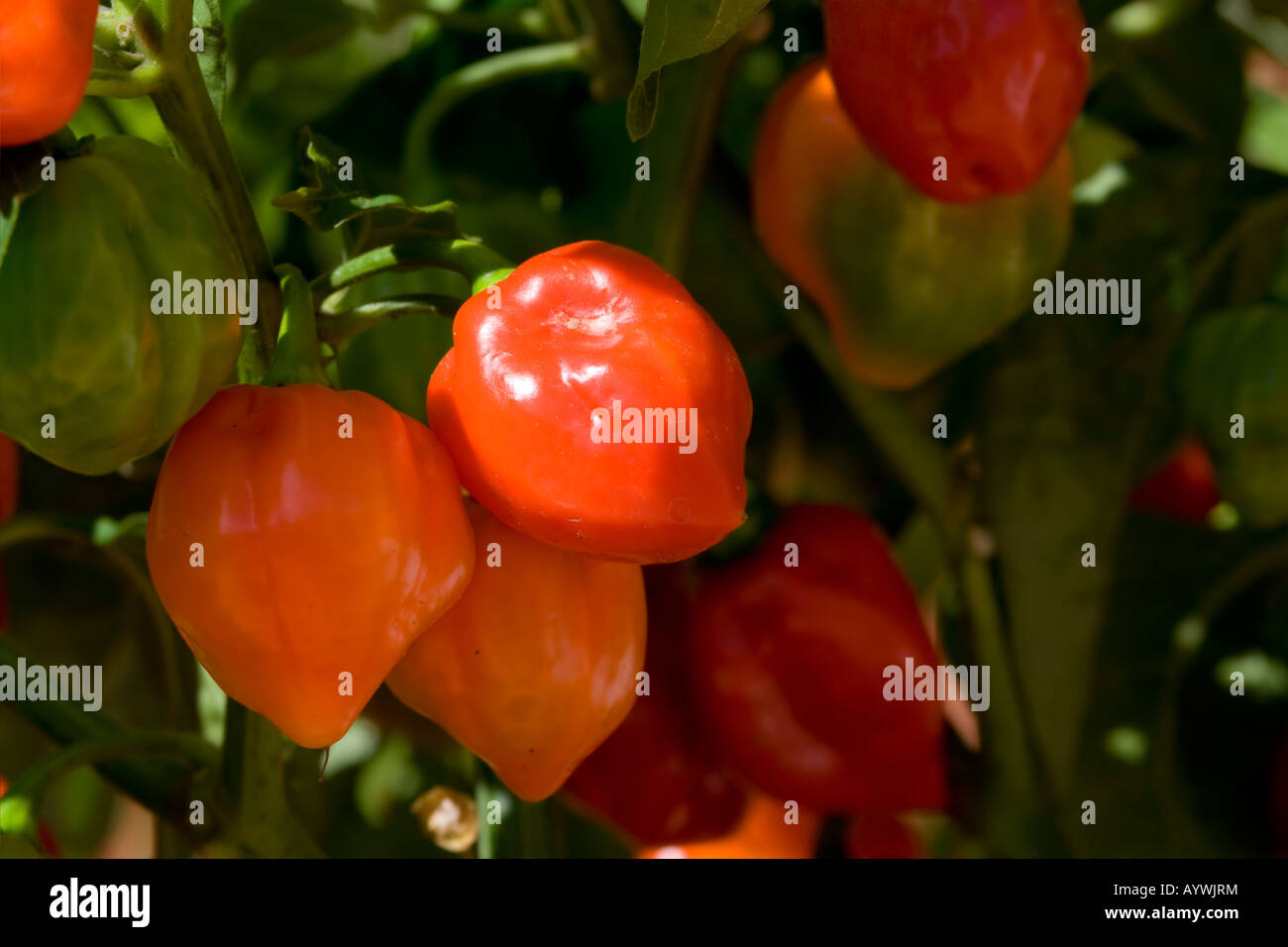 Habanero Plant Stages
