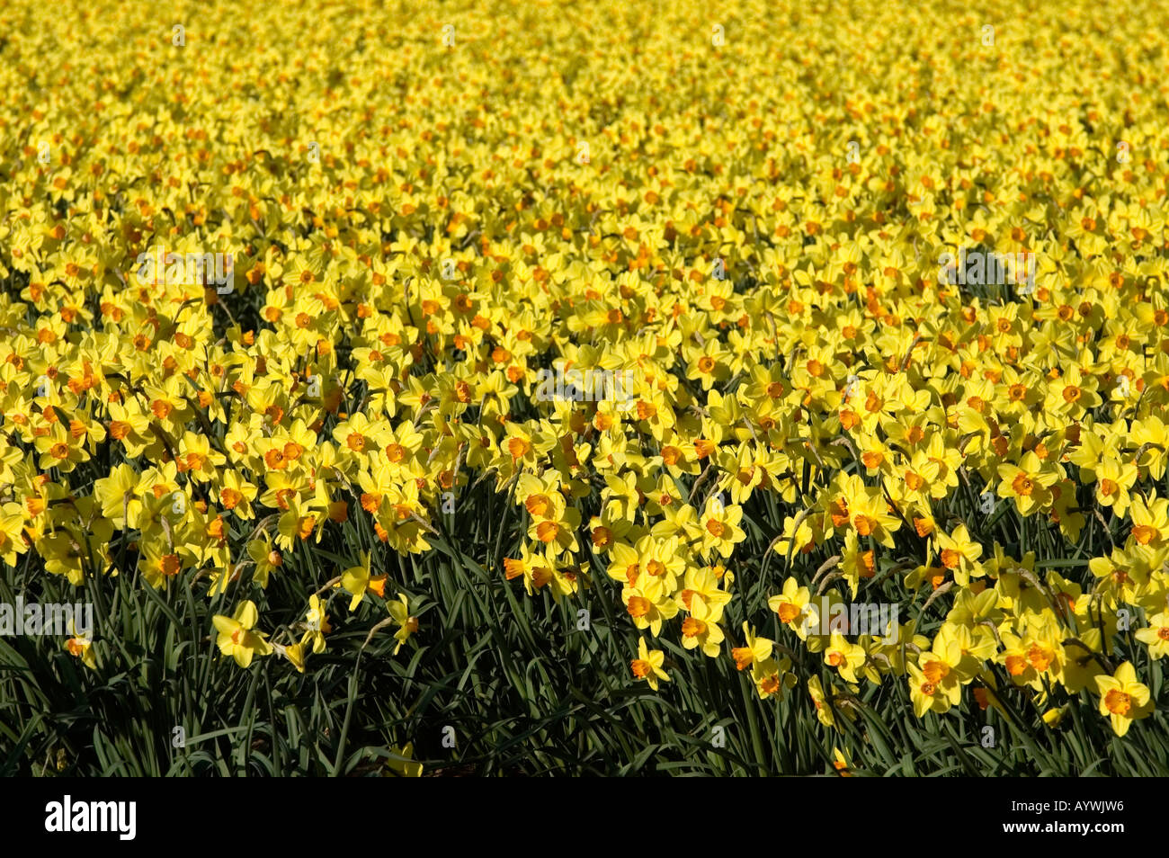 field of yellow daffodils in scotland Stock Photo - Alamy