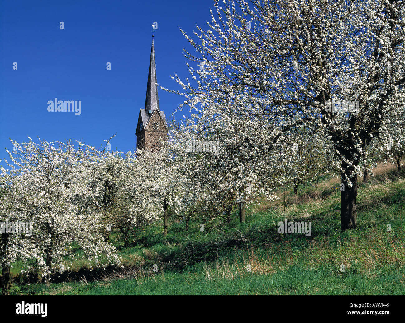 Obstbaumbluete an der Mosel in Dieblich, Rheinland-Pfalz Stock Photo ...