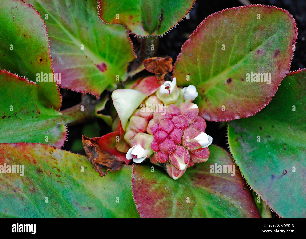 Bergenia stracheyi hi-res stock photography and images - Alamy