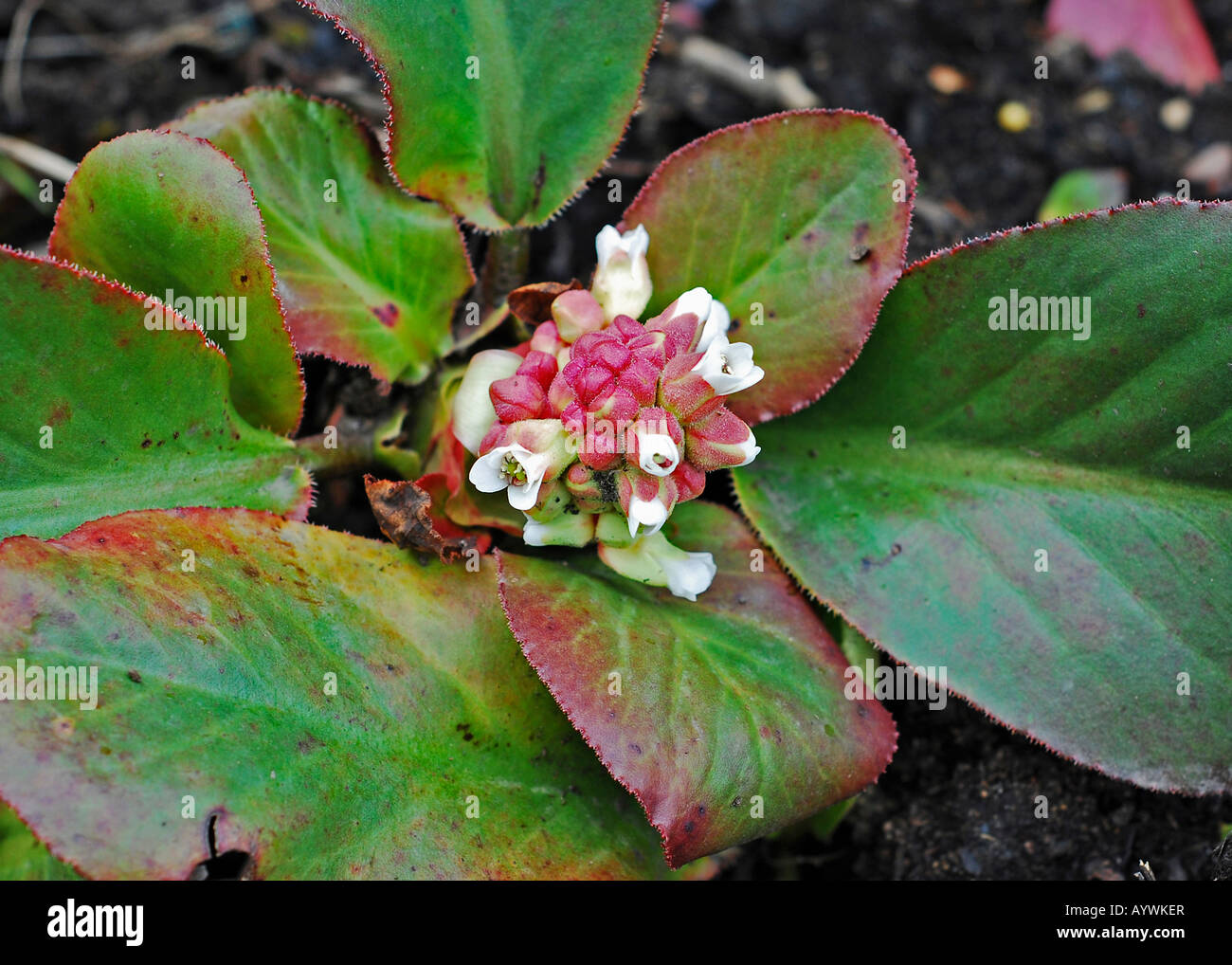 Bergenia stracheyi hi-res stock photography and images - Alamy
