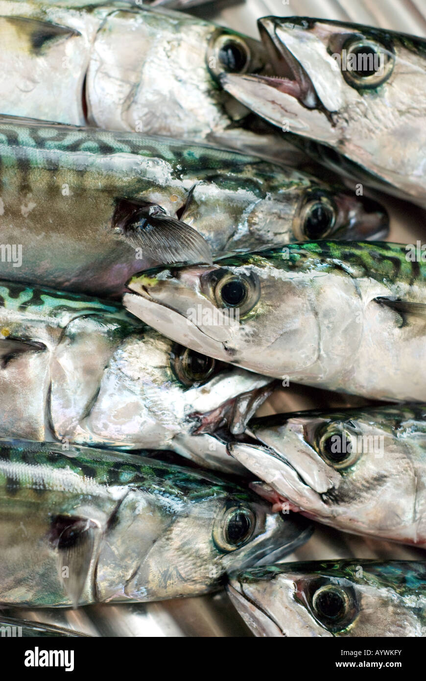 Eight freshly caught Atlantic mackerel laid face to face Stock Photo ...