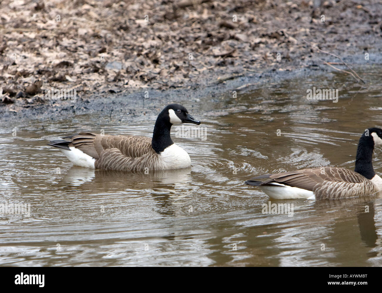 Trailing wild geese hi-res stock photography and images - Alamy