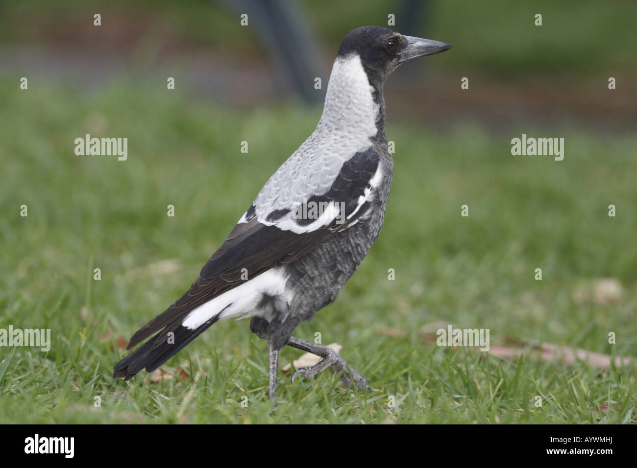 An Australian bird, magpie is walking on the lawn in the park Stock ...