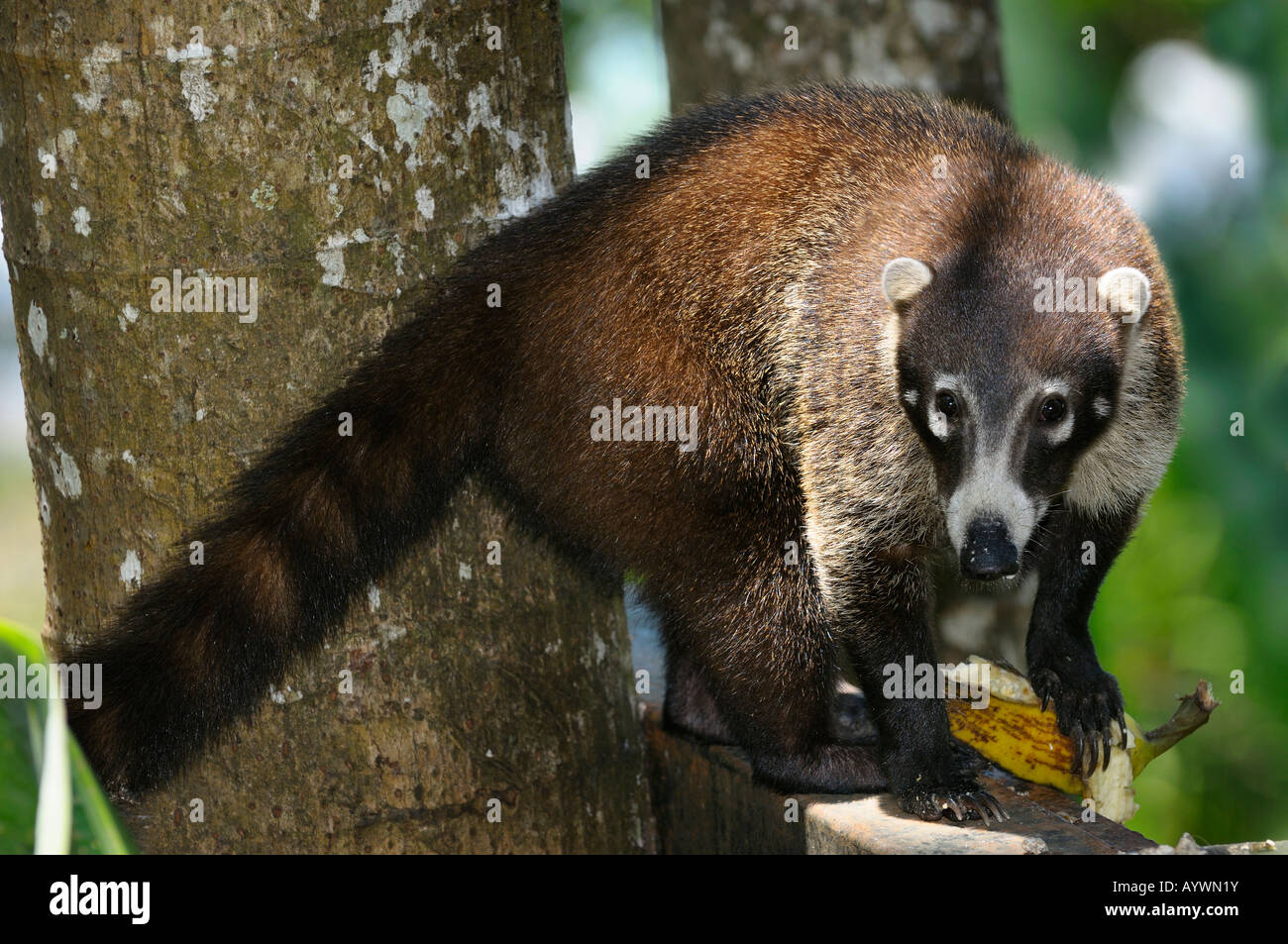 Wild White Nosed Coati Nasua Narica eating banana in Costa Rica Stock ...