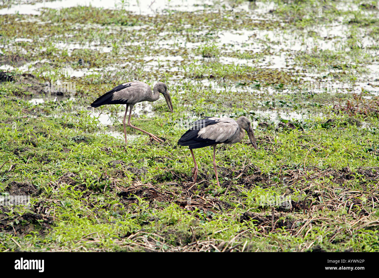 Asian Openbill Stork (Anastomus oscitans) is a large wading bird in the ...
