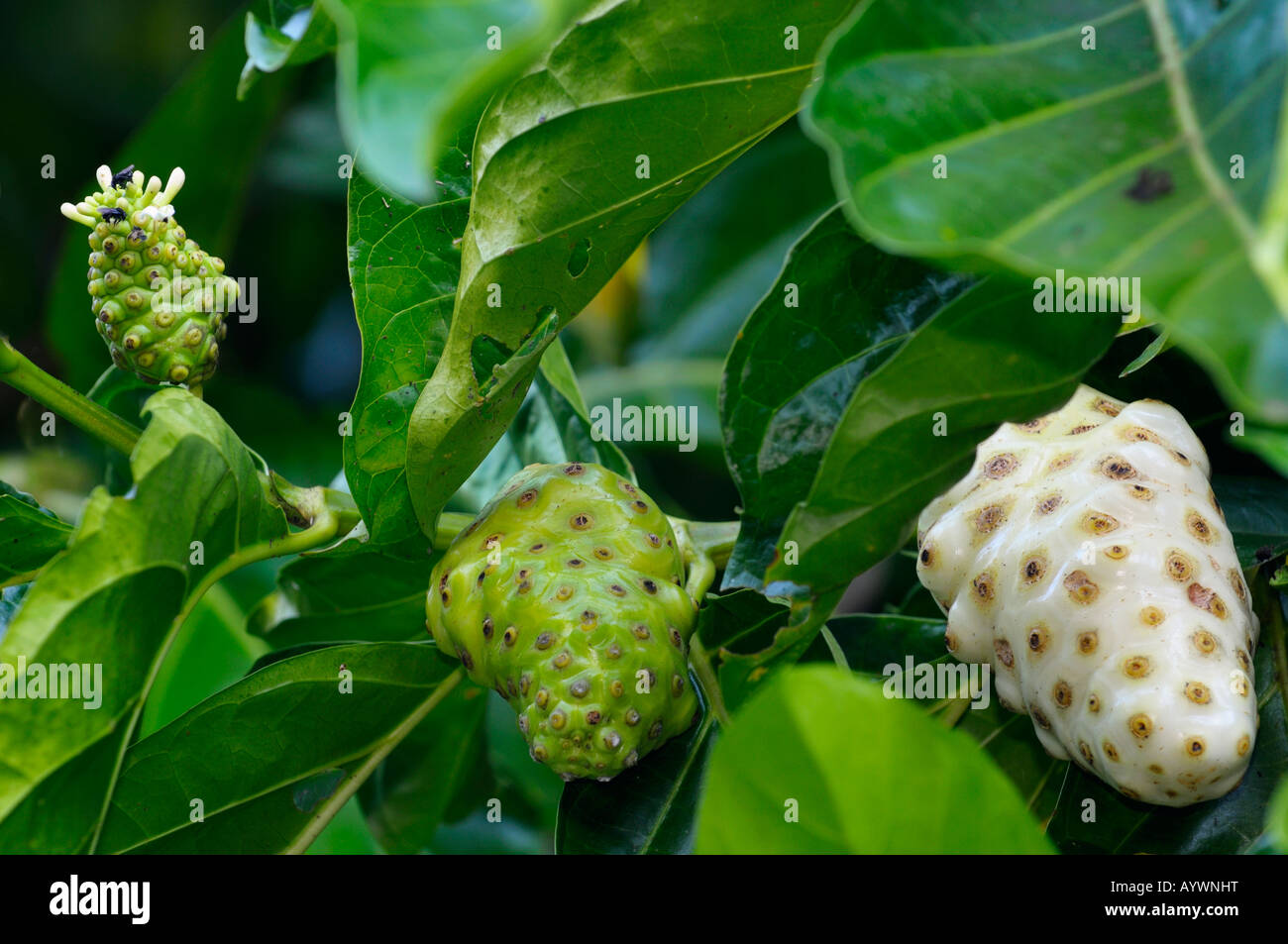 Three stages of Noni fruit development in a tropical rainforest Costa ...