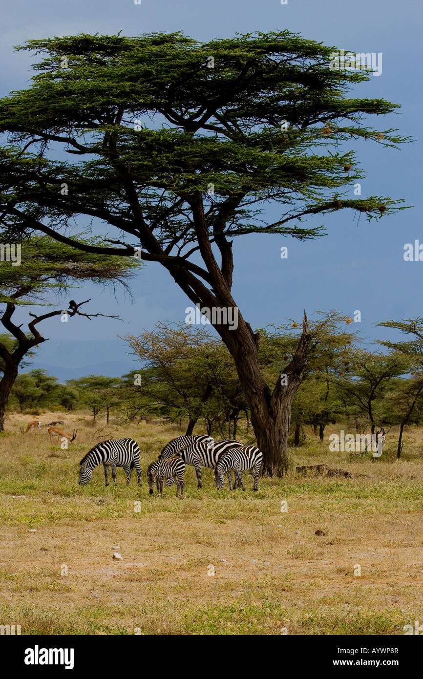 GROUP OF COMMON ZEBRA WITH FOAL sheltering under a tree Stock Photo - Alamy