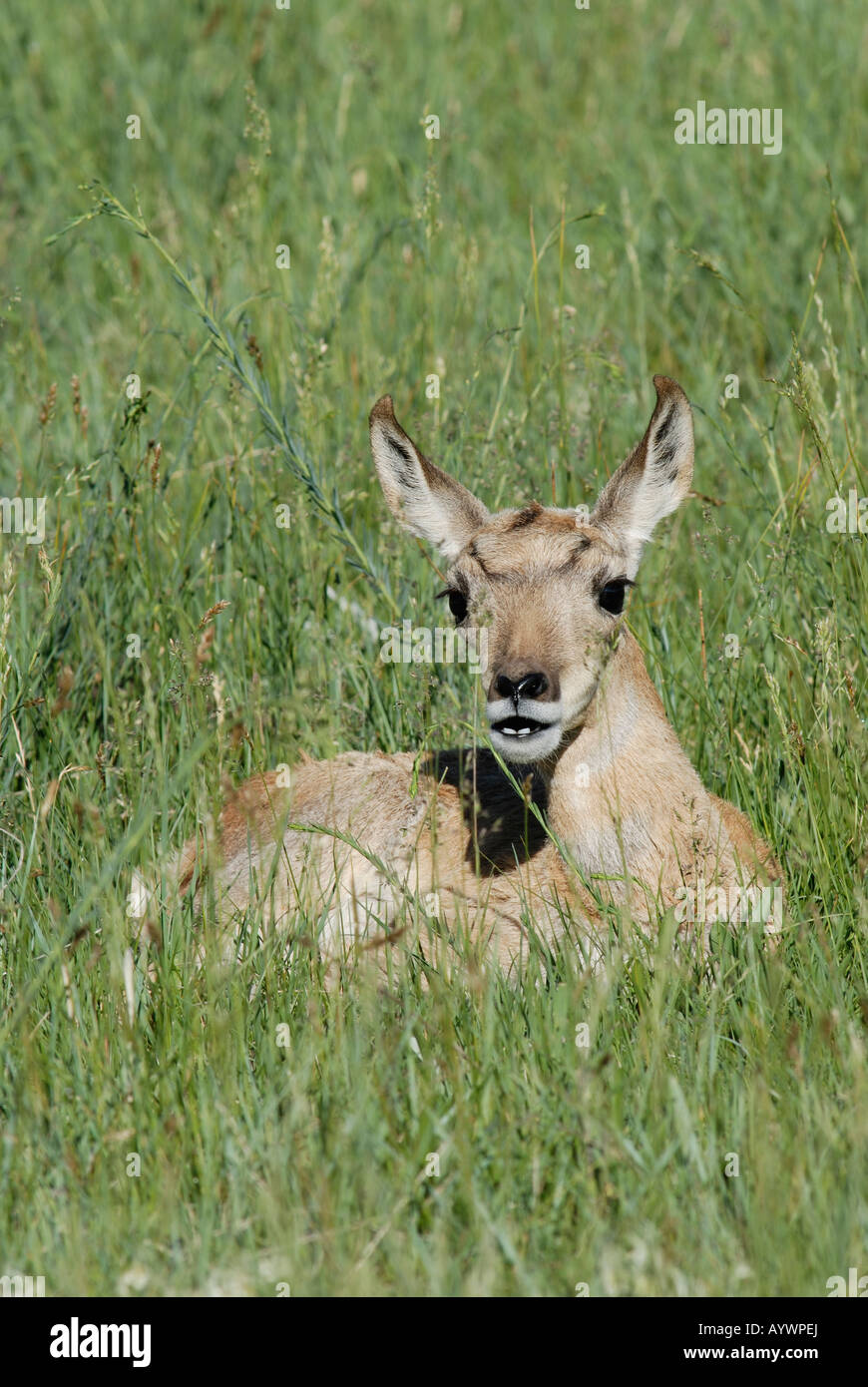 Pronghorn bedded in grass hi-res stock photography and images - Alamy