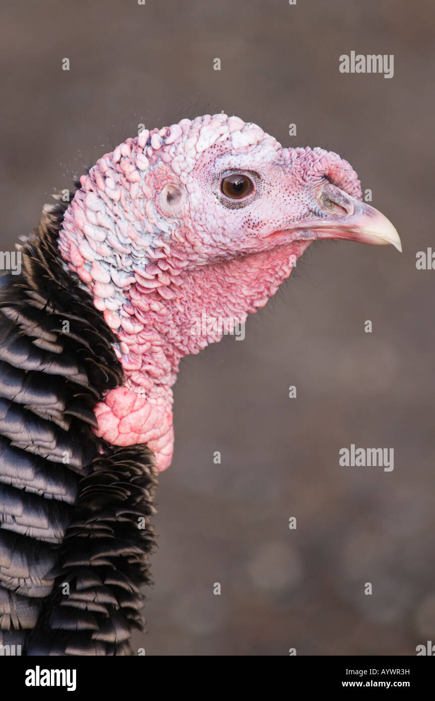 Male domestic turkey portrait at Farrel McWhirter Park in Seattle ...