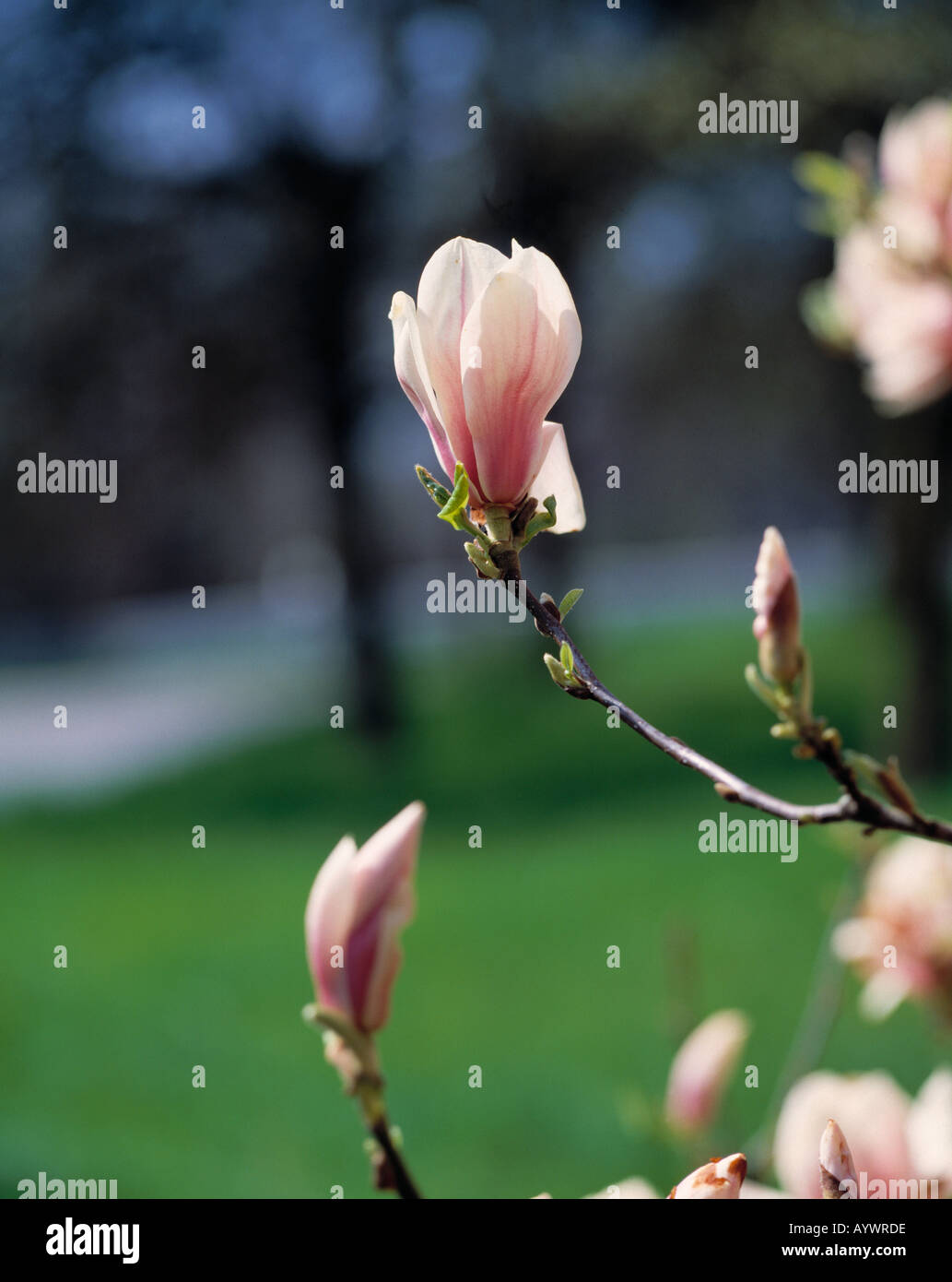 Magnolienbaum magnolia tree hi-res stock photography and images - Alamy
