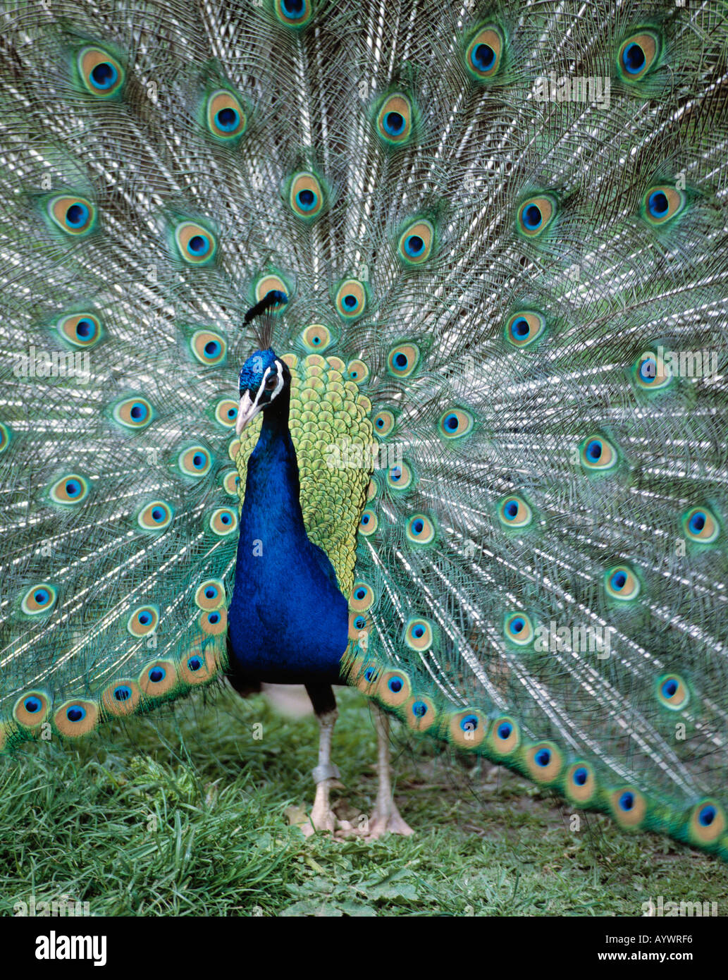 Tiere pfauen hi-res stock photography and images - Alamy