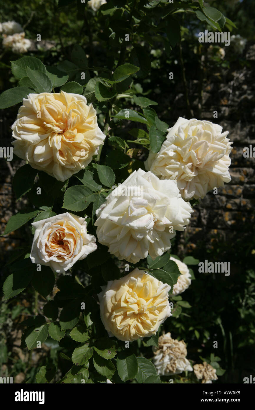 The National Collection of Rambler Roses at Moor Wood Woodmancote Stock ...