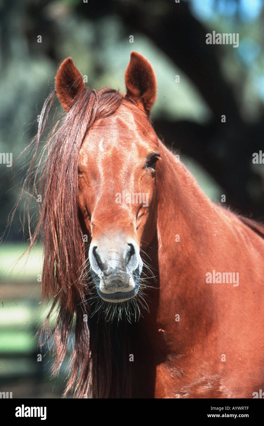 peruvian paso horse paso peruano caballo peruano de paso famous ...