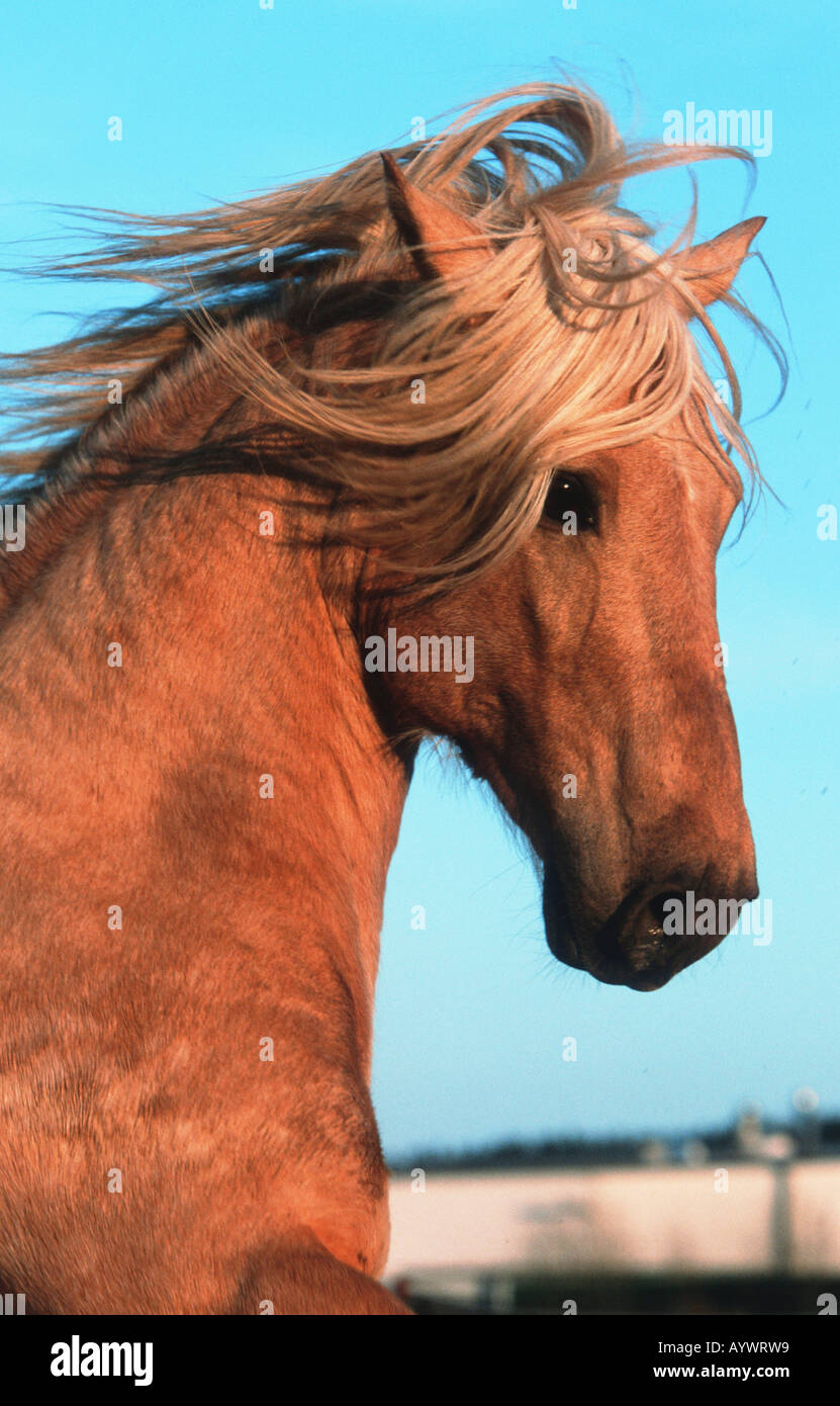 peruvian paso horse paso peruano caballo peruano de paso Stock Photo ...