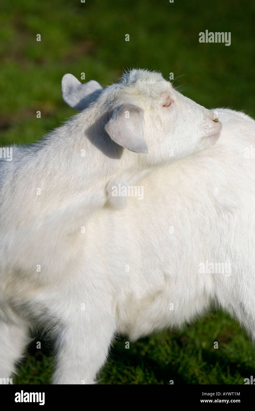 Goat looks back hi-res stock photography and images - Alamy