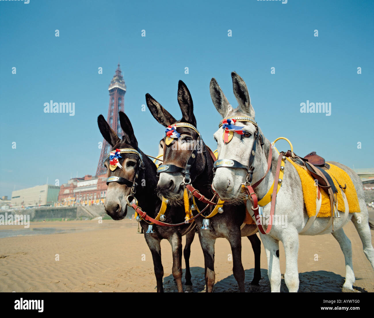 Donkey Rides Blackpool Stock Photos & Donkey Rides Blackpool Stock ...