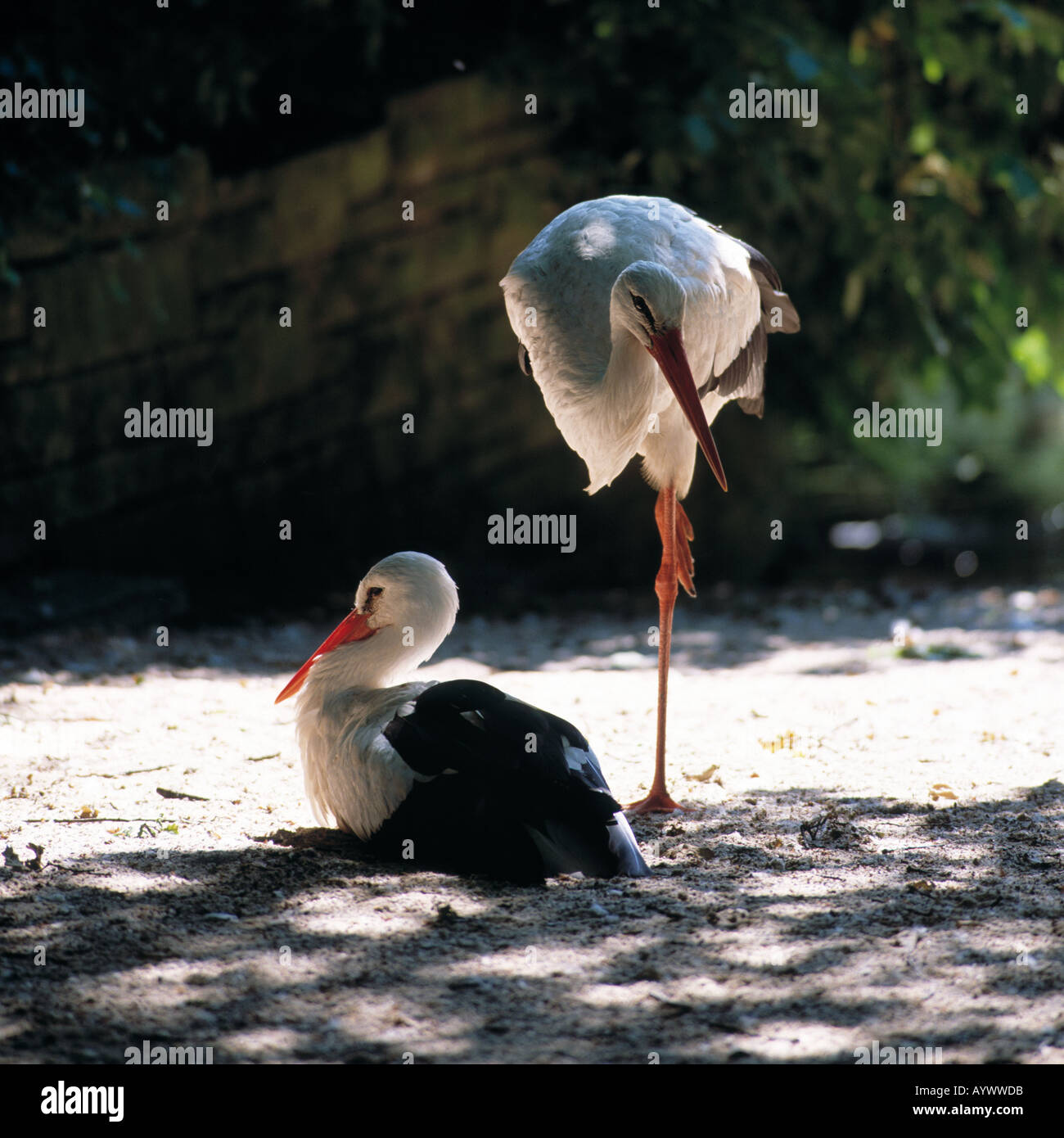 white stork, two white storks, couple, stork couple, D-Gelsenkirchen ...