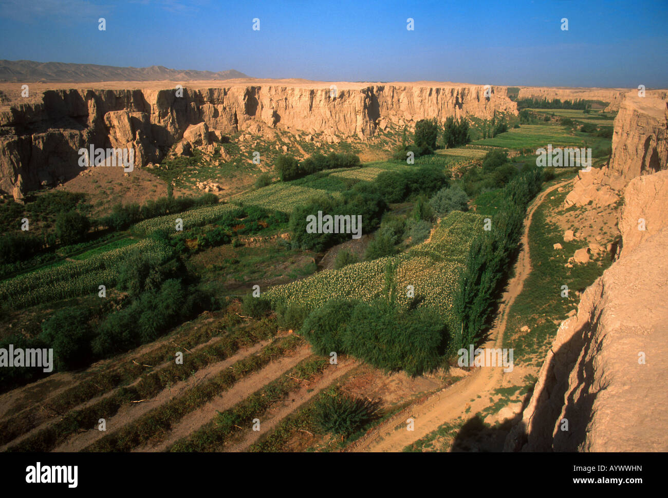 Turpan oasis at Jiaohe Ruins near Turpan in Xinjiang Stock Photo - Alamy