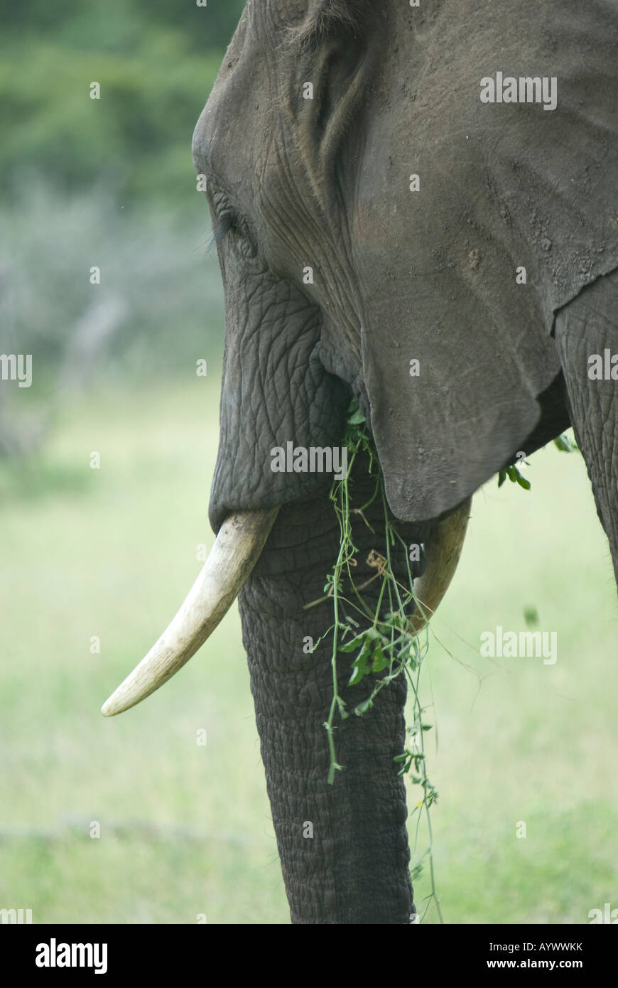 A side on image of an African elephant head as it feeds on vegetation ...