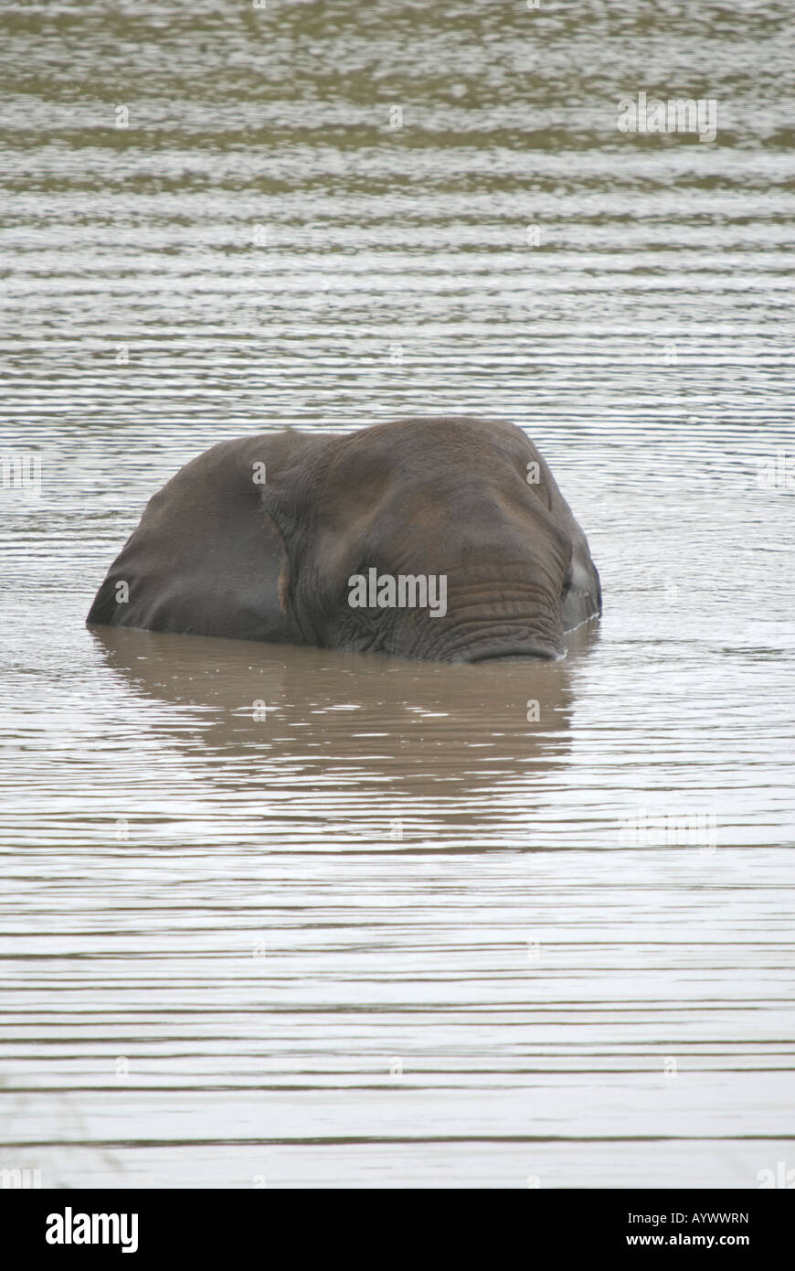 An African elephant standing in deep water during the heat of the day ...