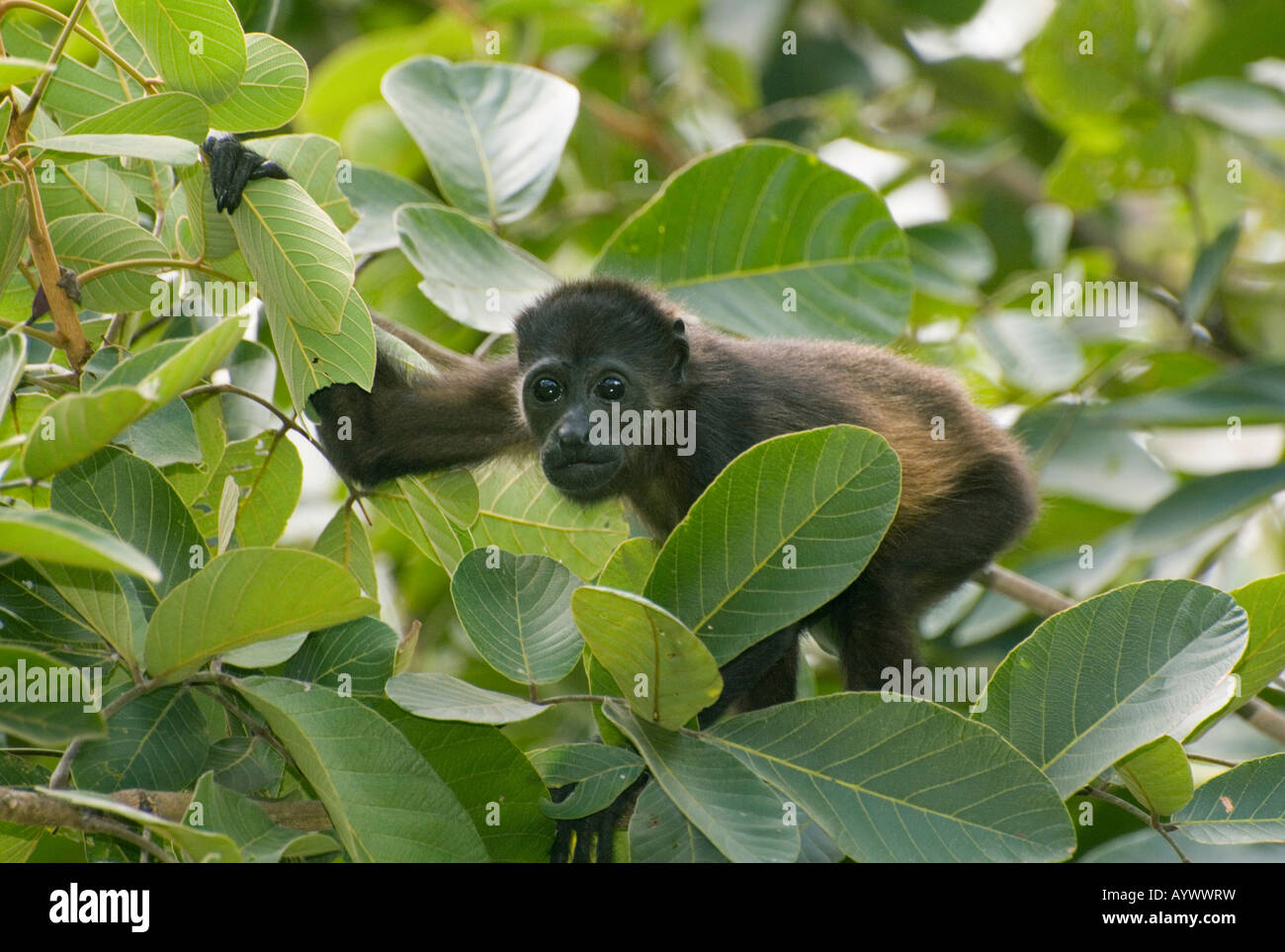 Mantled Howler Monkey (Alouatta palliata) Baby feeding in tree, WILD ...