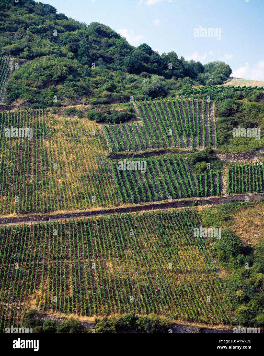 Weinberg am Mittelrhein in Rheinland-Pfalz Stock Photo - Alamy