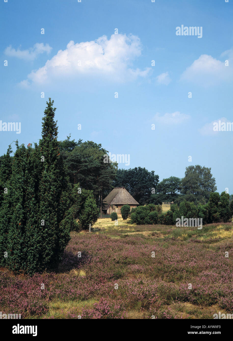 Heide landschaften hi-res stock photography and images - Alamy