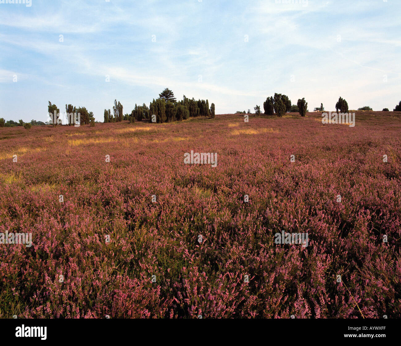 bluehende Heide und Wacholderbuesche in der Heidelandschaft ...