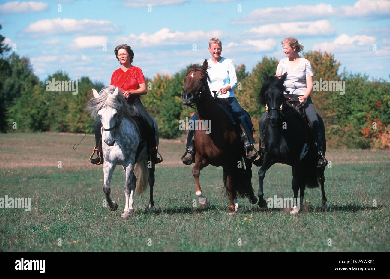 riding group with peruvian paso horse paso peruano caballo peruano de ...