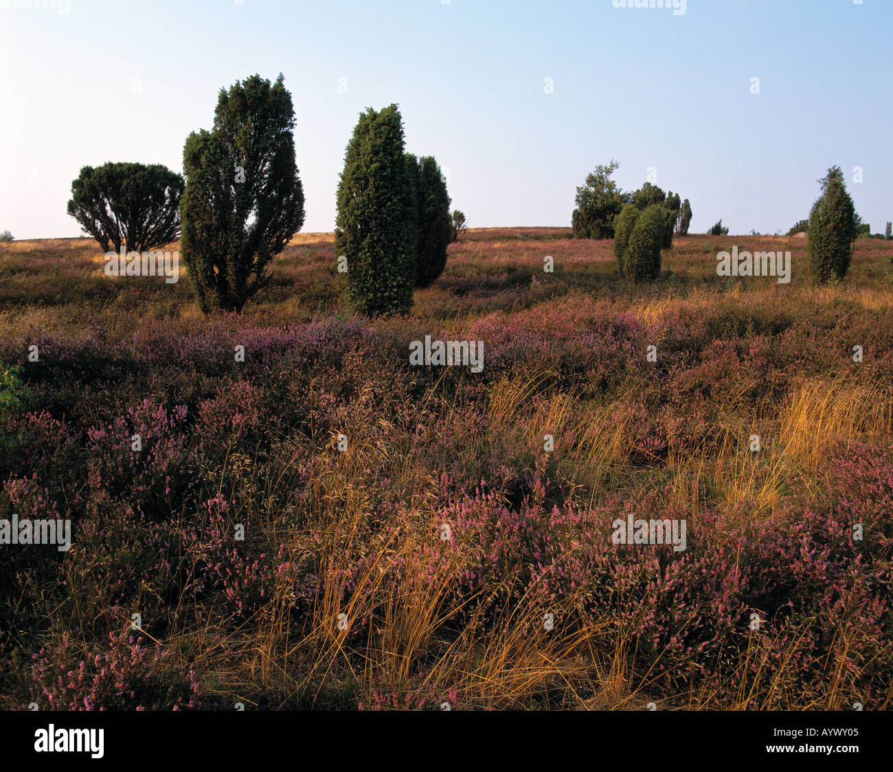 bluehende Heide und Wacholderbuesche in der Heidelandschaft ...
