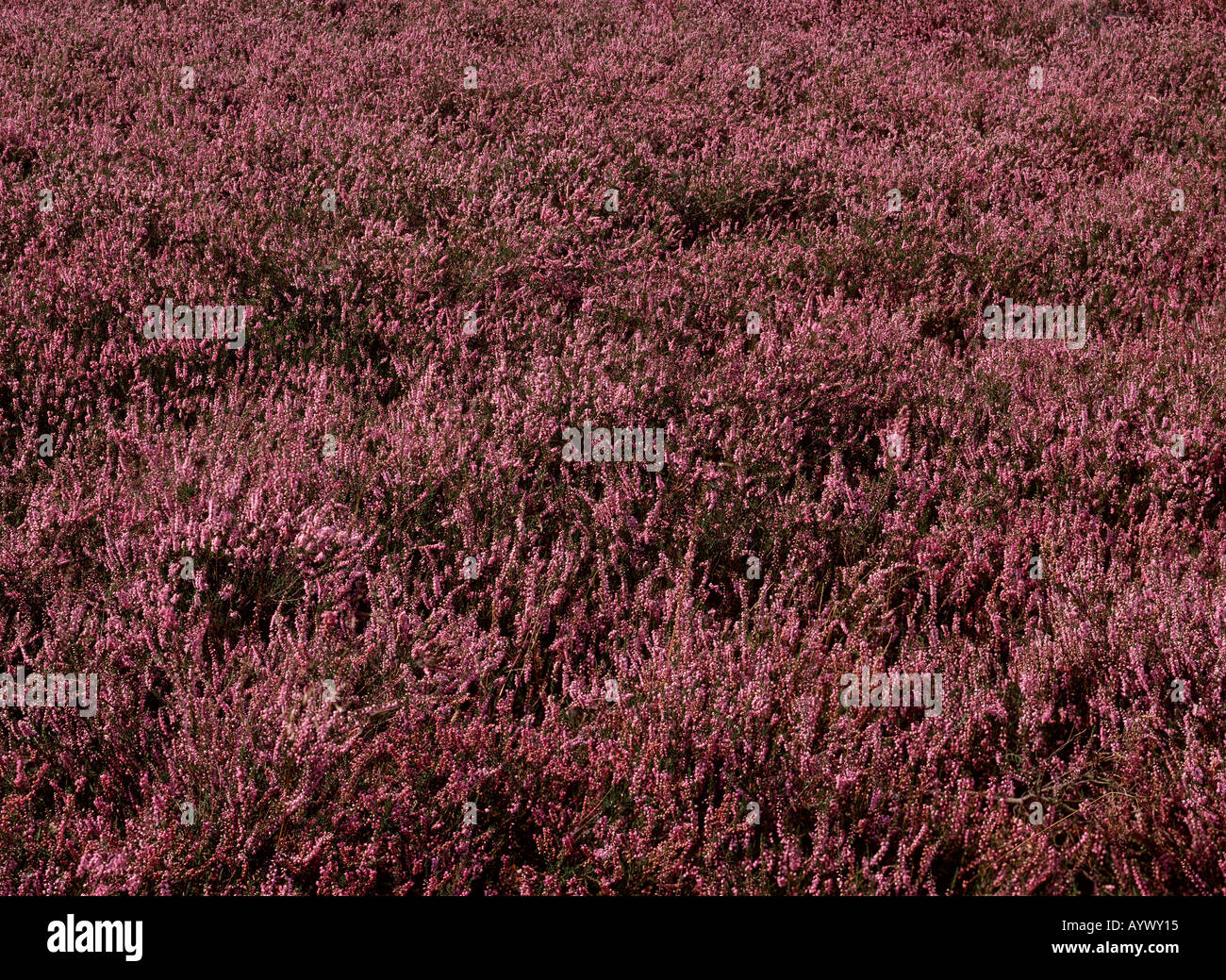 bluehendes Heidekraut im Naturschutzpark Lueneburger Heide ...