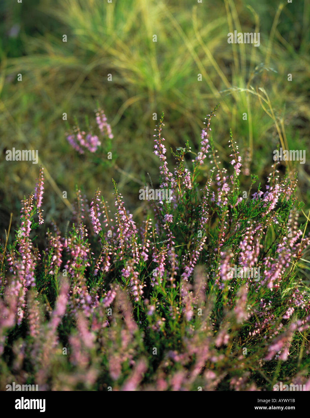 Bluehendes heidekraut hi-res stock photography and images - Alamy
