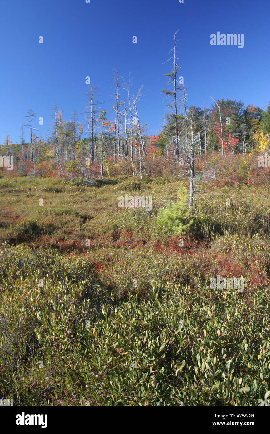 Ombrotrophic bogs hi-res stock photography and images - Alamy