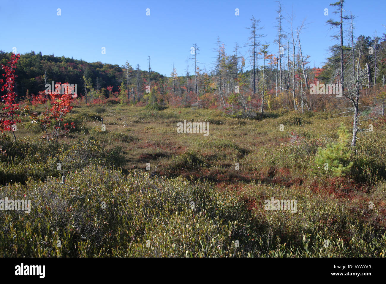 Undisturbed New England bog, Hawley, Massachusetts Stock Photo - Alamy