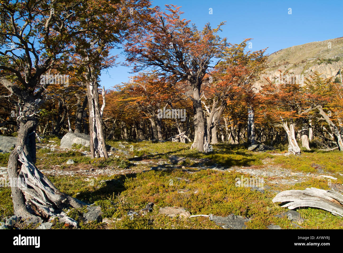 Autumn Colors of tree taken by Lake Onelli in Patagonia Argentina Stock ...