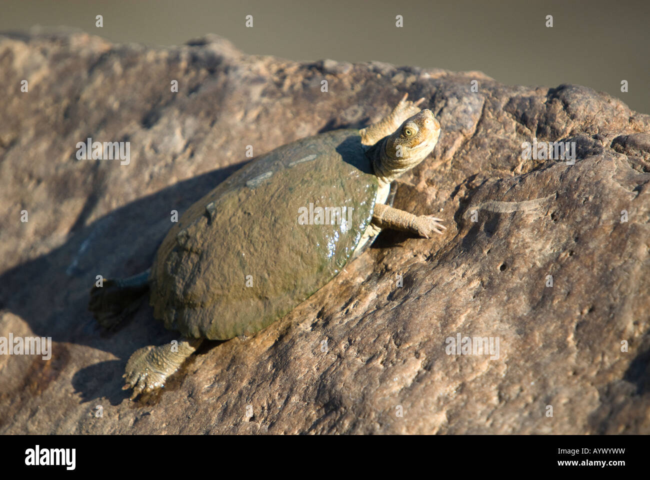 A terrapin sunning itself on a rock next to a waterhole Stock Photo - Alamy