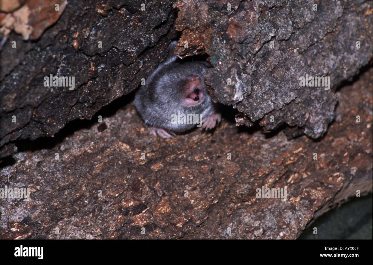 Shrew teeth hi-res stock photography and images - Alamy