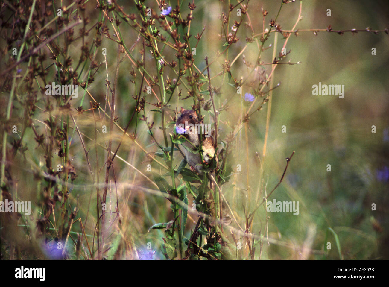 Mouse climbing a plant at a meadow Stock Photo - Alamy