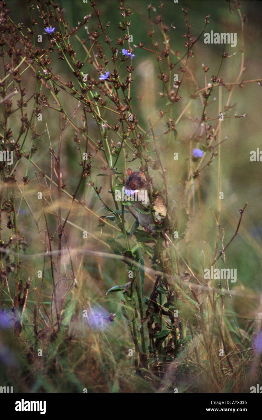 Filed mouse hi-res stock photography and images - Alamy